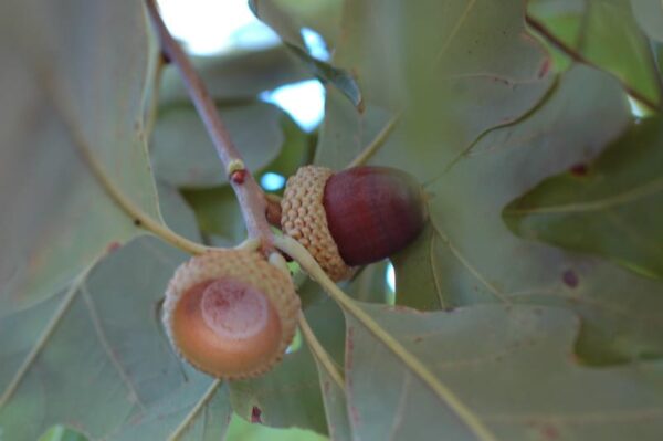 Do Oak Trees Grow in Colorado? Which Are The Best Varieties?