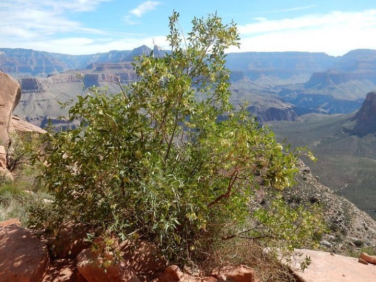 9 Small Trees for Colorado (Ideal for Smaller Yards)