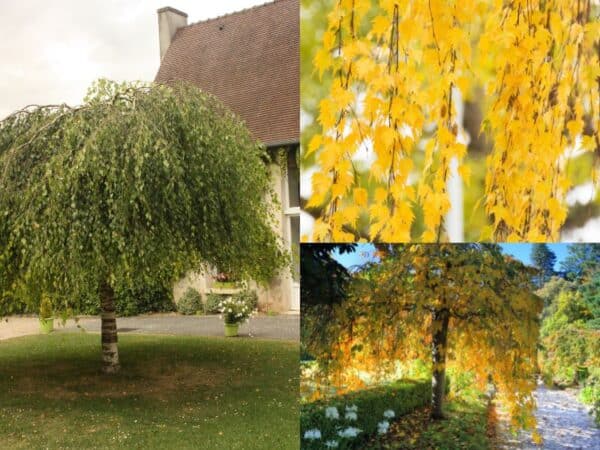 Zone 3 Trees for Small Yards (7 Compact & Dwarf Varieties)