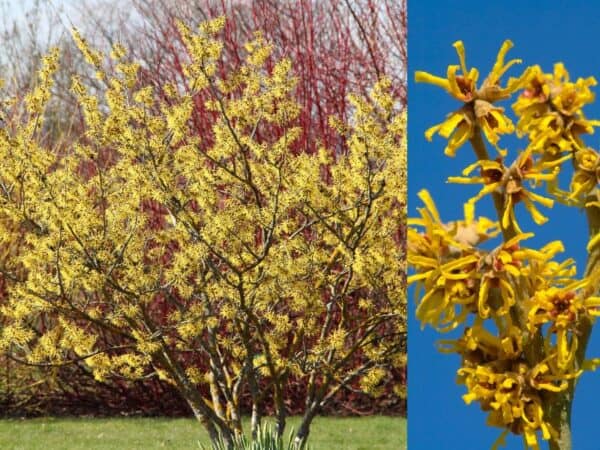 Zone 3 Trees for Small Yards (7 Compact & Dwarf Varieties)