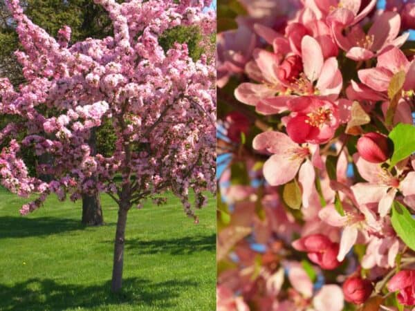 Zone 3 Trees for Small Yards (7 Compact & Dwarf Varieties)