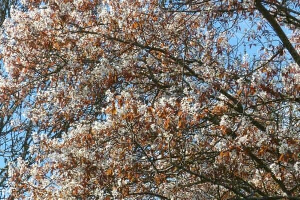 17 Flowering Trees in Wisconsin (Includes White & Purple)