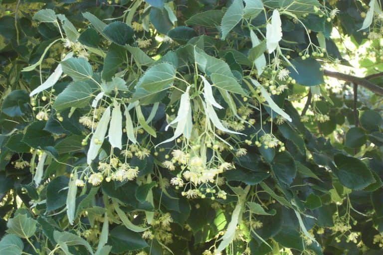 25 Types of Trees Native to Connecticut (to Plant or Admire)