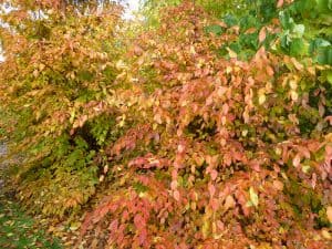 8 USDA Zone 9 Trees With Non-Invasive Root Systems