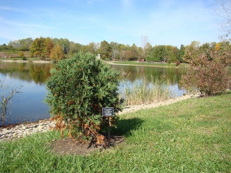 25 Types of Trees Native to Connecticut (to Plant or Admire)