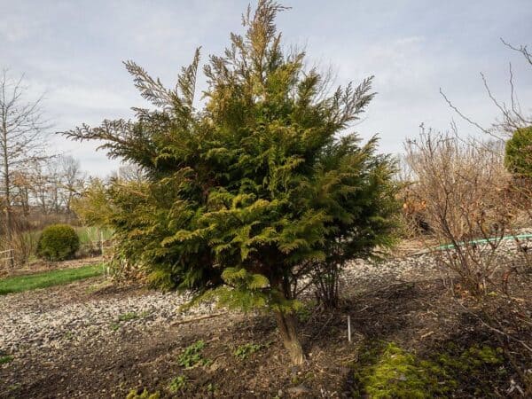 25 Types of Trees Native to Connecticut (to Plant or Admire)