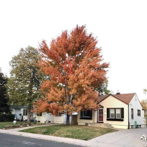8 Best Shade Trees for Colorado Yards (Front & Rear)