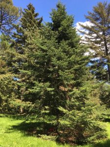 25 Types of Trees Native to Connecticut (to Plant or Admire)