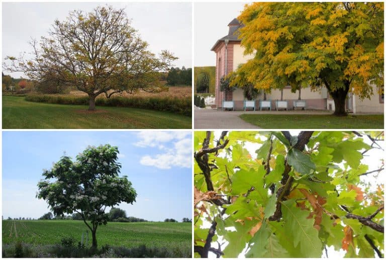 10 Best Trees for Colorado (Ornamental & Functional Types)