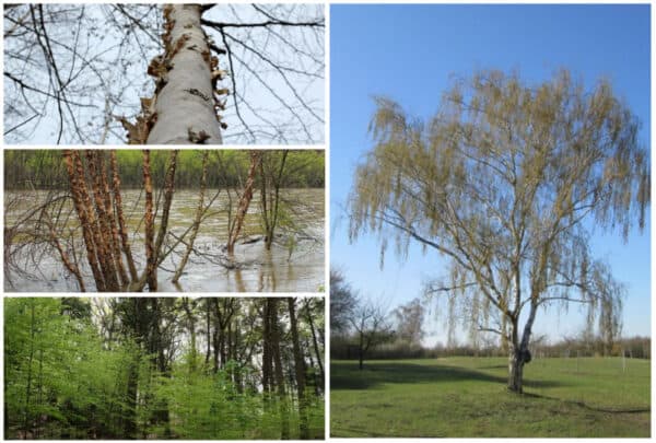 15 Wisconsin Native Trees To Admire (Or Plant In Your Yard)