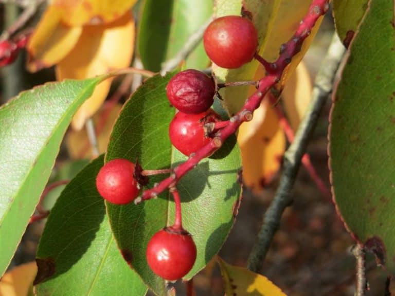 15 Wisconsin Native Trees To Admire (Or Plant In Your Yard)