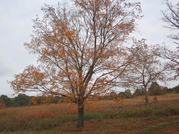 25 Types of Trees Native to Connecticut (to Plant or Admire)