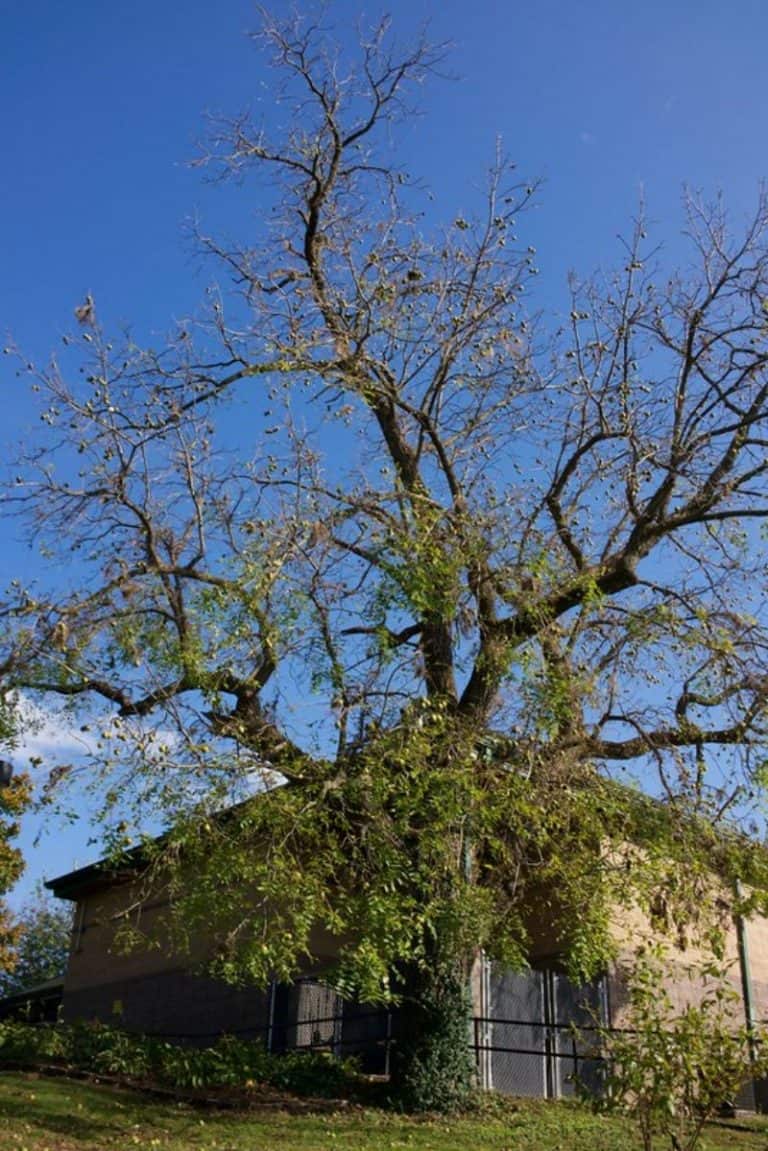 10 Best Trees for Colorado (Ornamental & Functional Types)