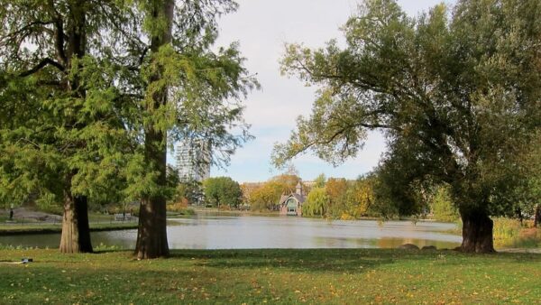 13 Willow Trees in Colorado (Popular Types to Grow in CO)