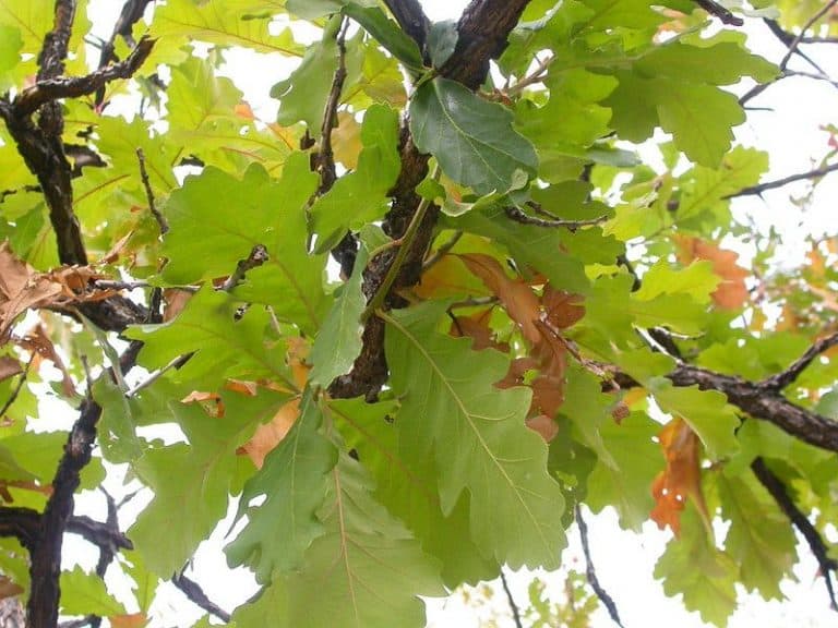 10 Best Trees for Colorado (Ornamental & Functional Types)