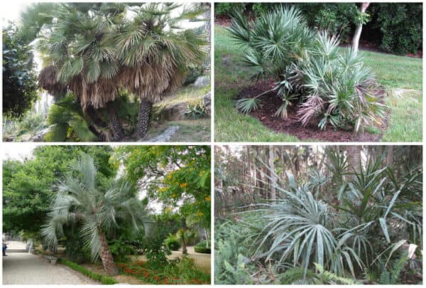30 Types of Florida Palm Trees (Includes Native & Small)