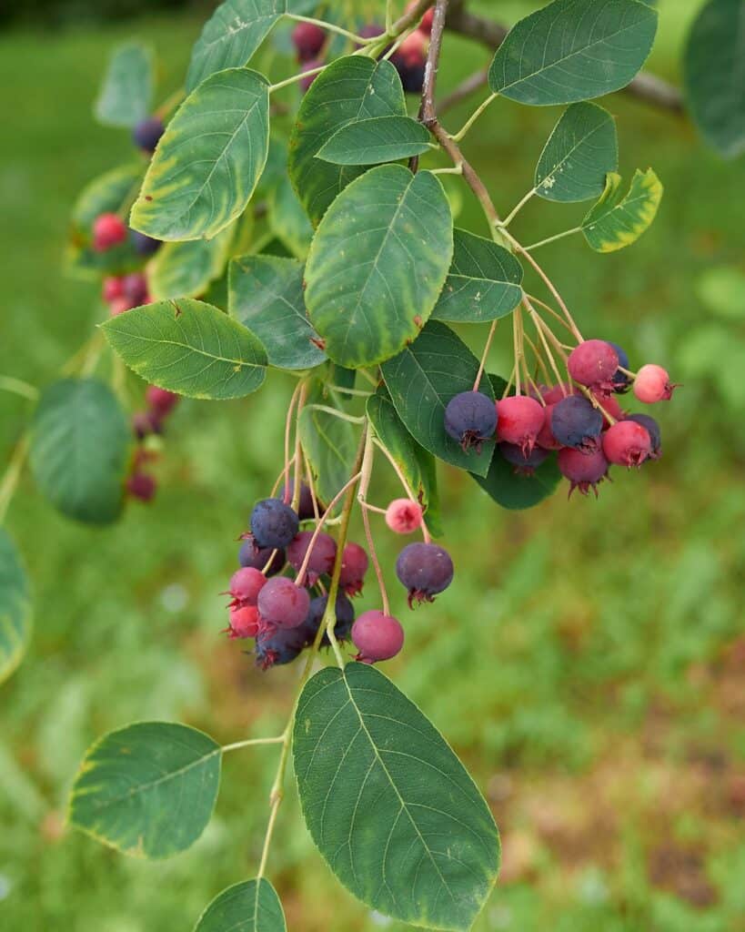 Zone 3 Flowering Trees (9 Stunning Cold Hardy Ornamentals)