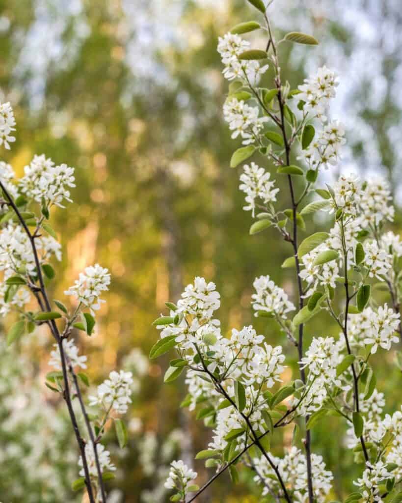 Zone 3 Flowering Trees (9 Stunning Cold Hardy Ornamentals)