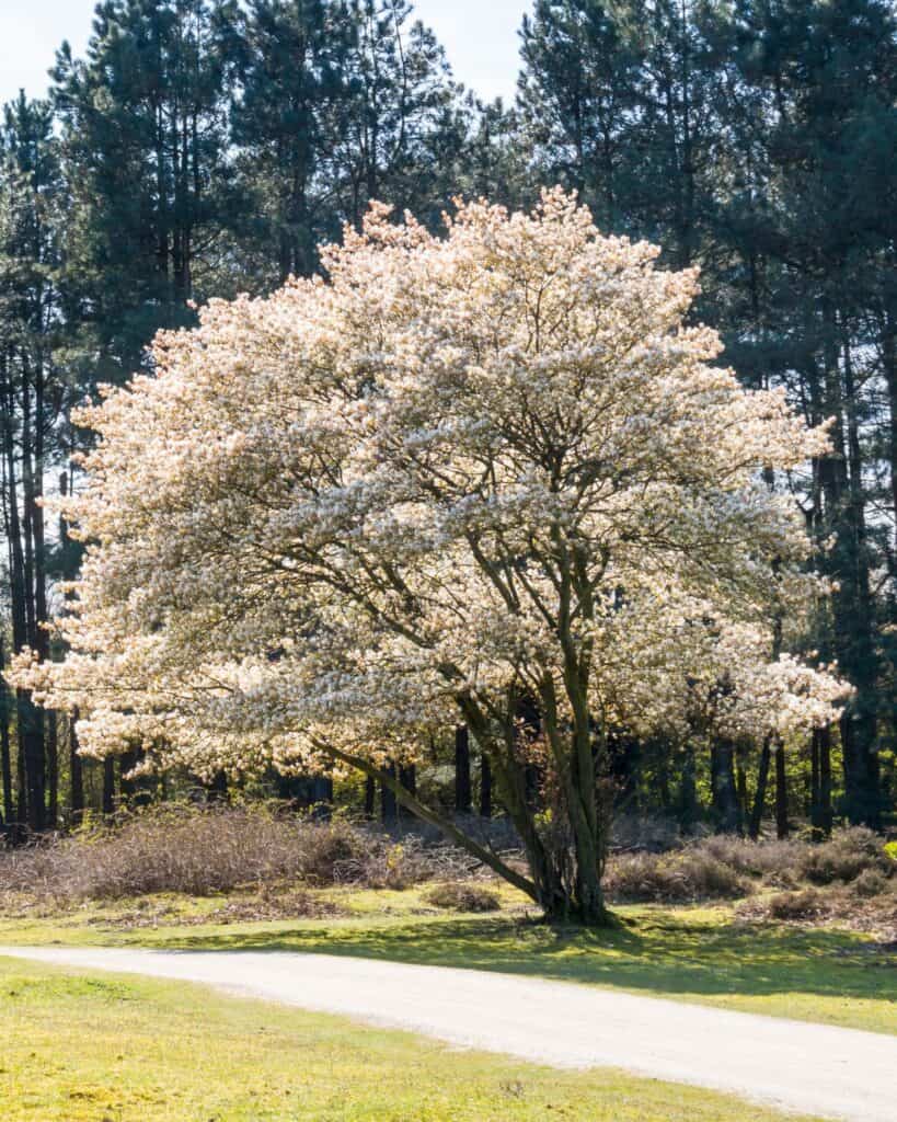 13 Small Trees With Non-Invasive Roots for Courtyards & Backyards