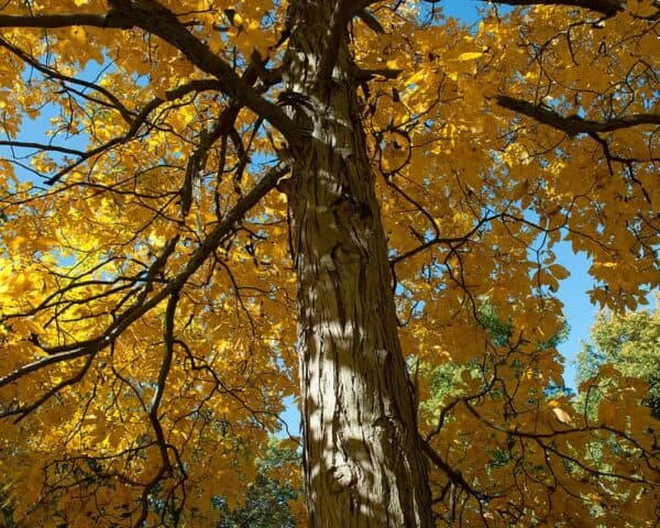 15 Wisconsin Native Trees To Admire (Or Plant In Your Yard)