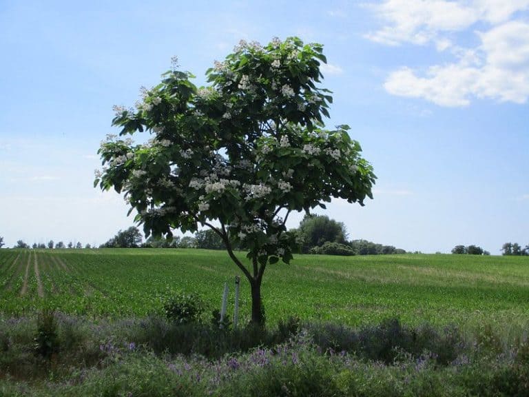 10 Best Trees for Colorado (Ornamental & Functional Types)
