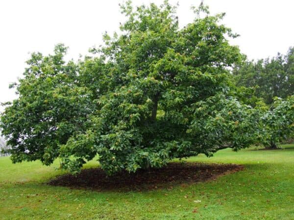 6 Nut Trees to Plant & Grow in Wisconsin (Hardy & Tasty)