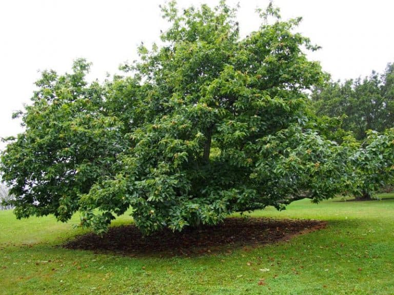 6 Nut Trees to Plant & Grow in Wisconsin (Hardy & Tasty)