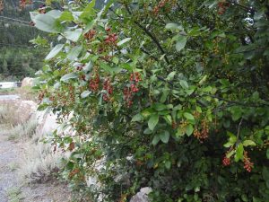 15 Wisconsin Native Trees To Admire (Or Plant In Your Yard)