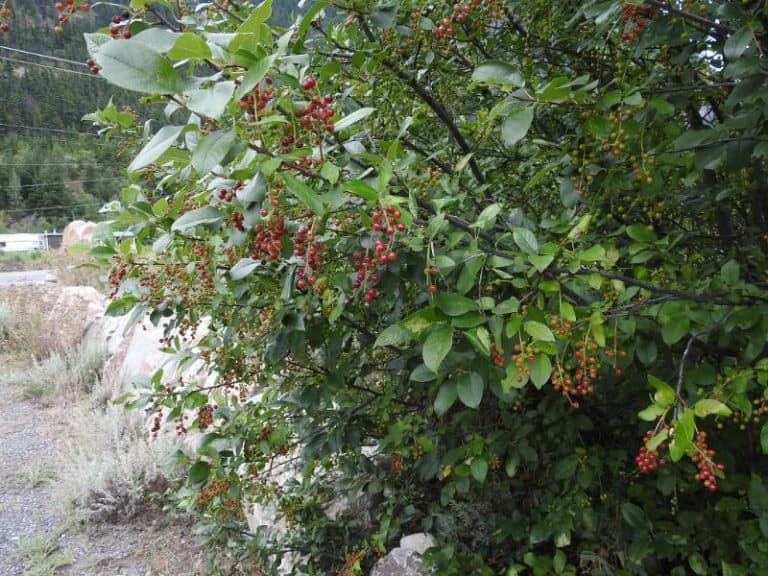 15 Wisconsin Native Trees To Admire (Or Plant In Your Yard)