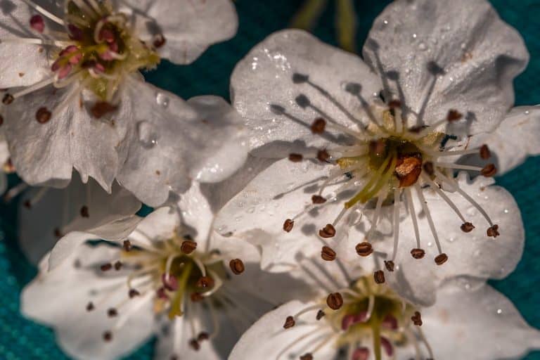 9 Ornamental Flowering Trees to Grow in Connecticut (CT)