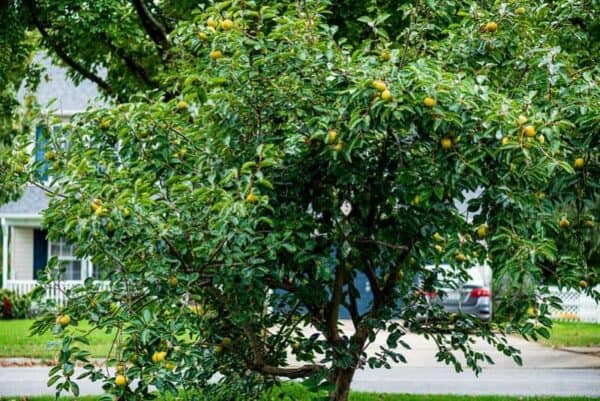 25 Types of Trees Native to Connecticut (to Plant or Admire)