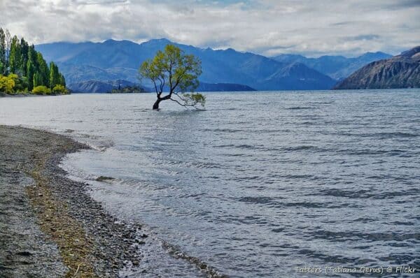 13 Willow Trees in Colorado (Popular Types to Grow in CO)