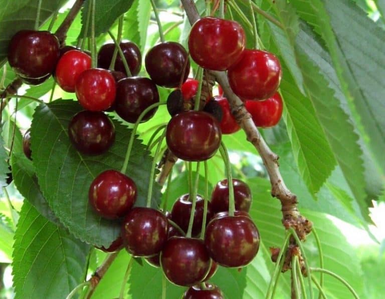 9 Cherry Trees in Connecticut: Ornamental & Edible Varieties