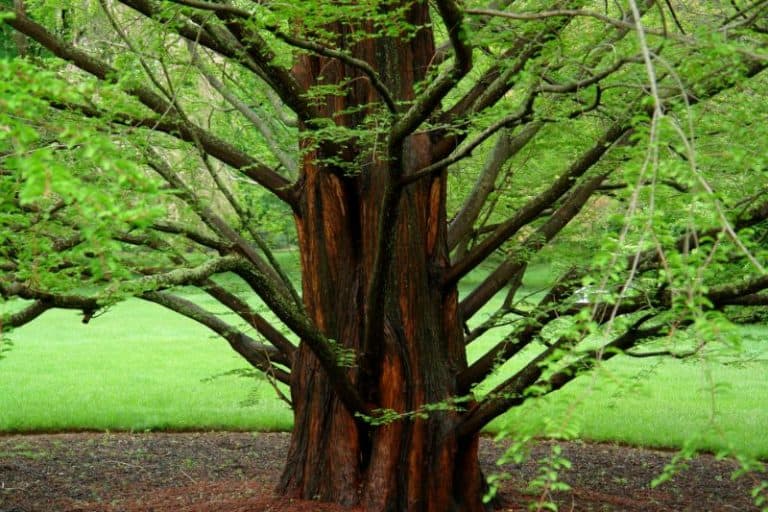 15 Fast Growing Trees to Plant in Your Wisconsin Landscape