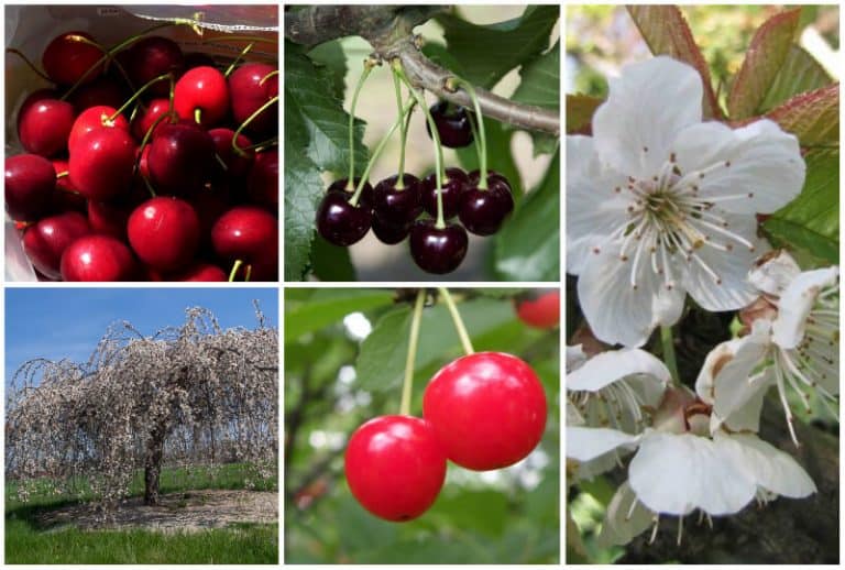 20 Full-Sized & Small Ornamental Flowering Trees for Zone 7