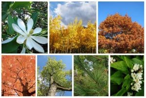 6 Nut Trees to Plant & Grow in Wisconsin (Hardy & Tasty)