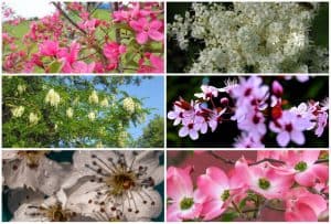 20 Full-Sized & Small Ornamental Flowering Trees for Zone 7