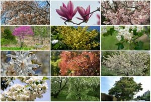 15 Wisconsin Native Trees To Admire (Or Plant In Your Yard)