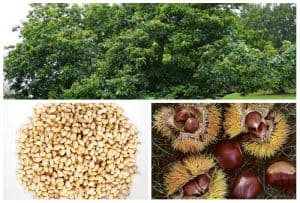 15 Wisconsin Native Trees To Admire (Or Plant In Your Yard)