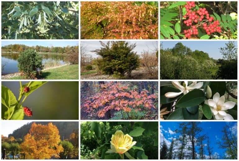 15 Wisconsin Native Trees To Admire (Or Plant In Your Yard)