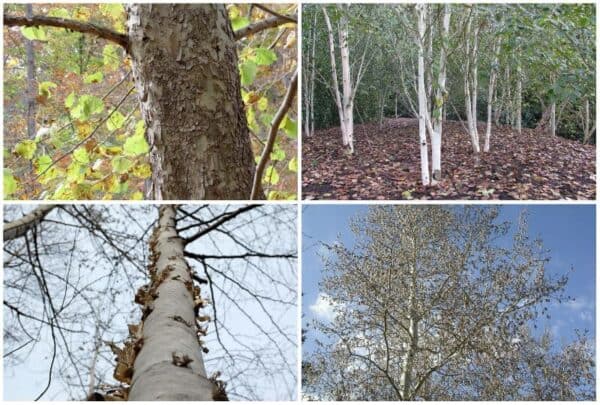 21 Native Colorado Trees to Plant or Admire in the Wild