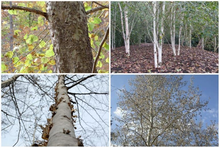 6 White Bark Trees in Colorado (Add Beauty Year-Round)