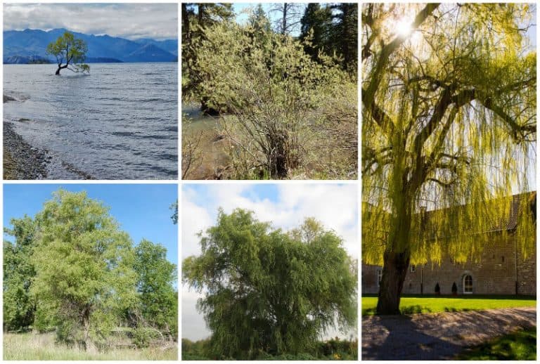 21 Native Colorado Trees to Plant or Admire in the Wild