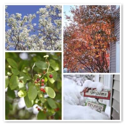 25 Types of Trees Native to Connecticut (to Plant or Admire)