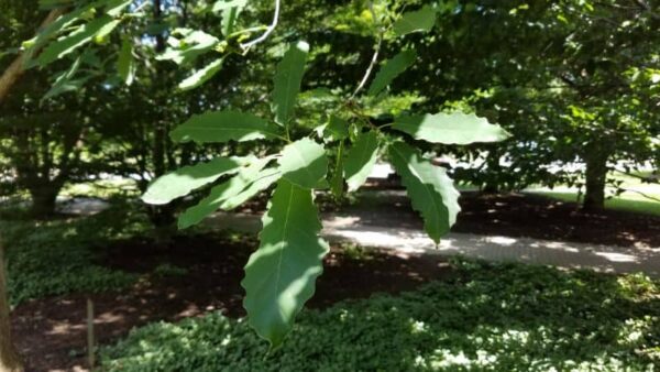 25 Most Popular Ornamental Trees in Wisconsin (Incl Dwarf)