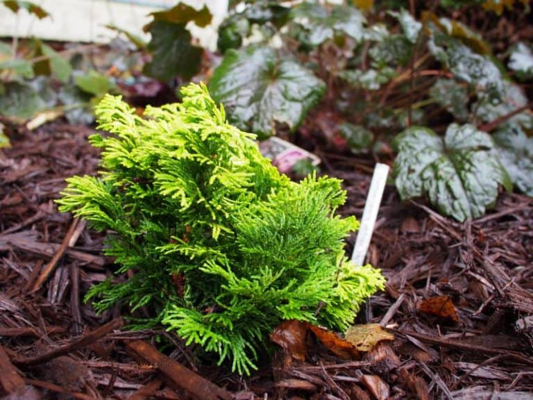 25 Most Popular Ornamental Trees in Wisconsin (Incl Dwarf)