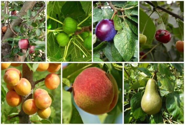 7 Types of Fruit Trees That Will Thrive in Kansas