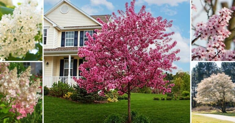 20 Full-Sized & Small Ornamental Flowering Trees for Zone 7