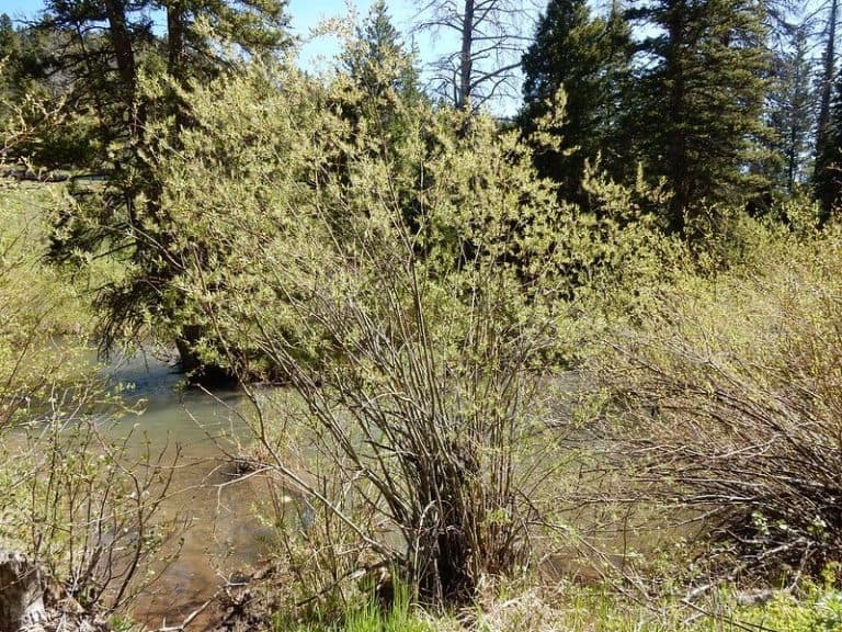 13 Willow Trees in Colorado (Popular Types to Grow in CO)
