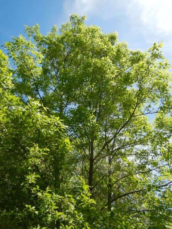 25 Types of Trees Native to Connecticut (to Plant or Admire)